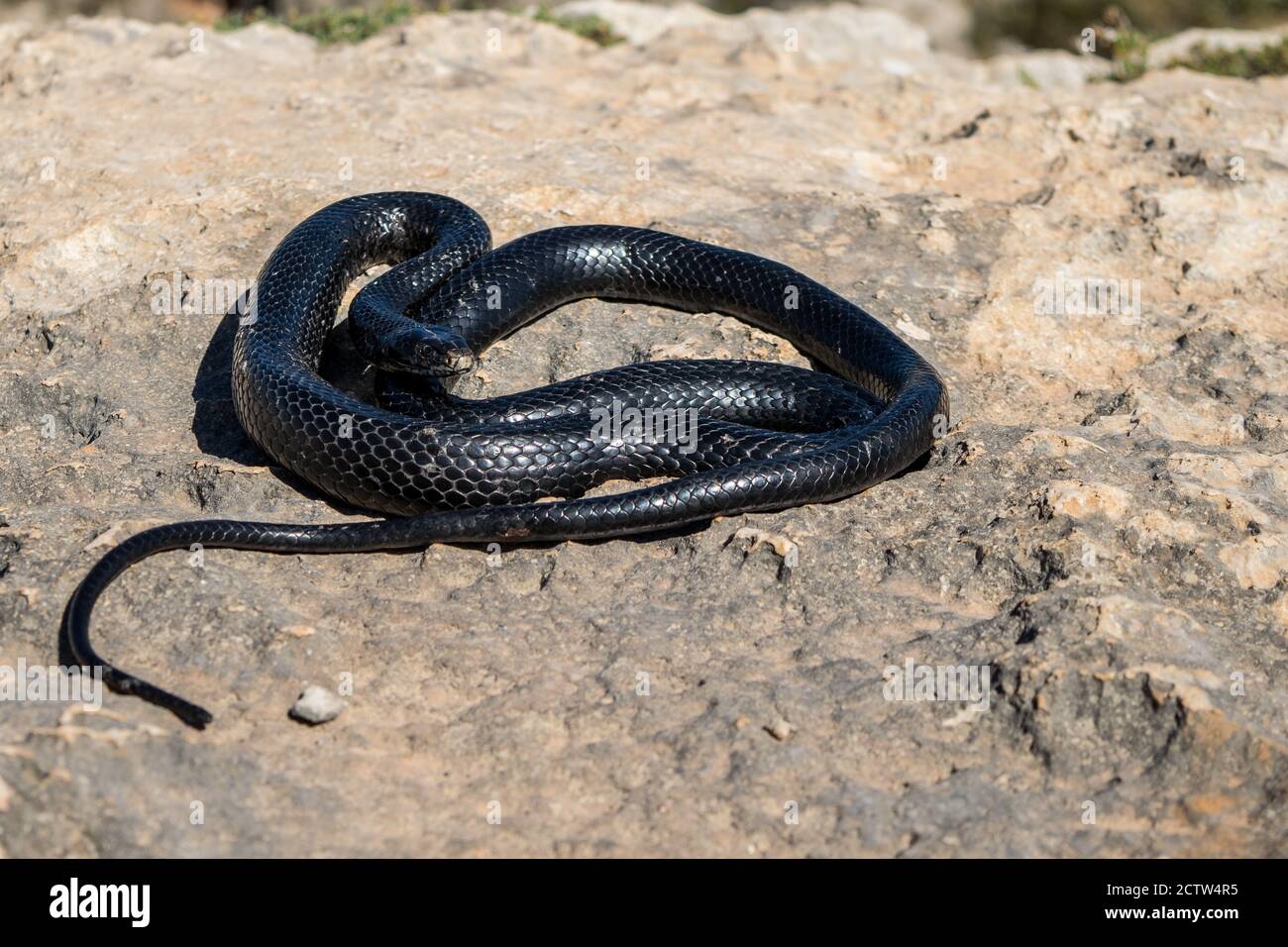 Maltese snakes hi-res stock photography and images - Alamy
