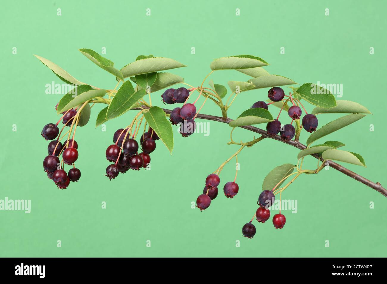 Shadblow serviceberry hi-res stock photography and images - Alamy