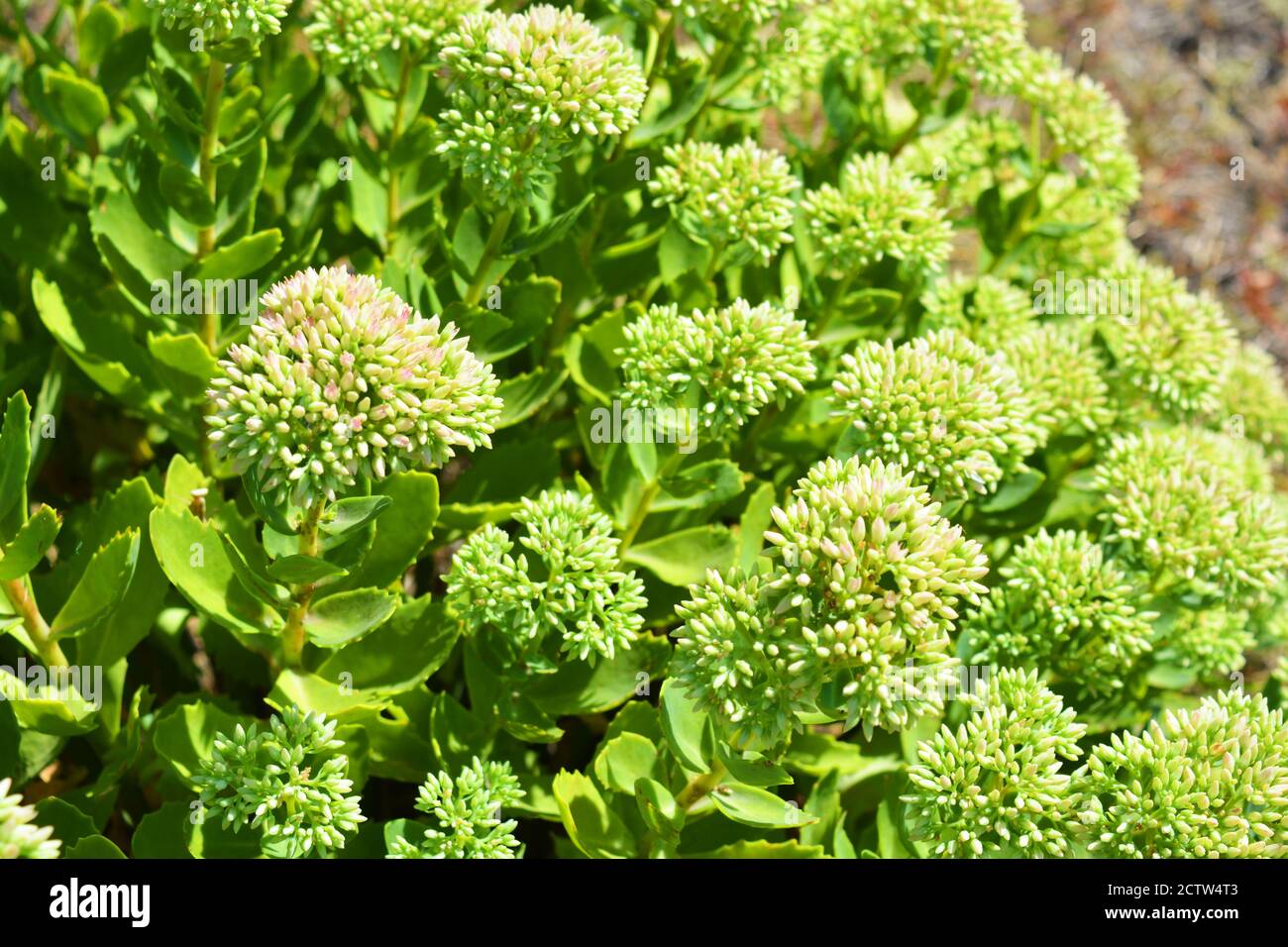 Bright and colorful bushy bushes with flowers are beautifully located ...