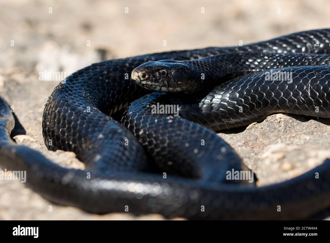 Maltese snakes hi-res stock photography and images - Alamy