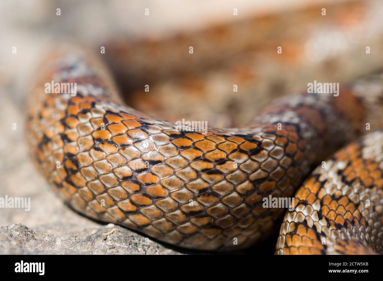 Lifgha hi-res stock photography and images - Alamy