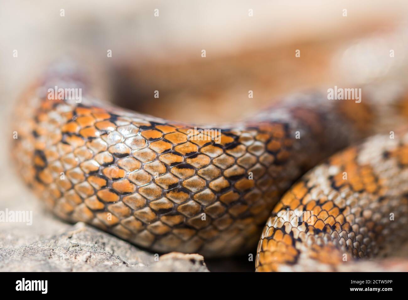 Leopard snake zamenis situla hi-res stock photography and images - Alamy