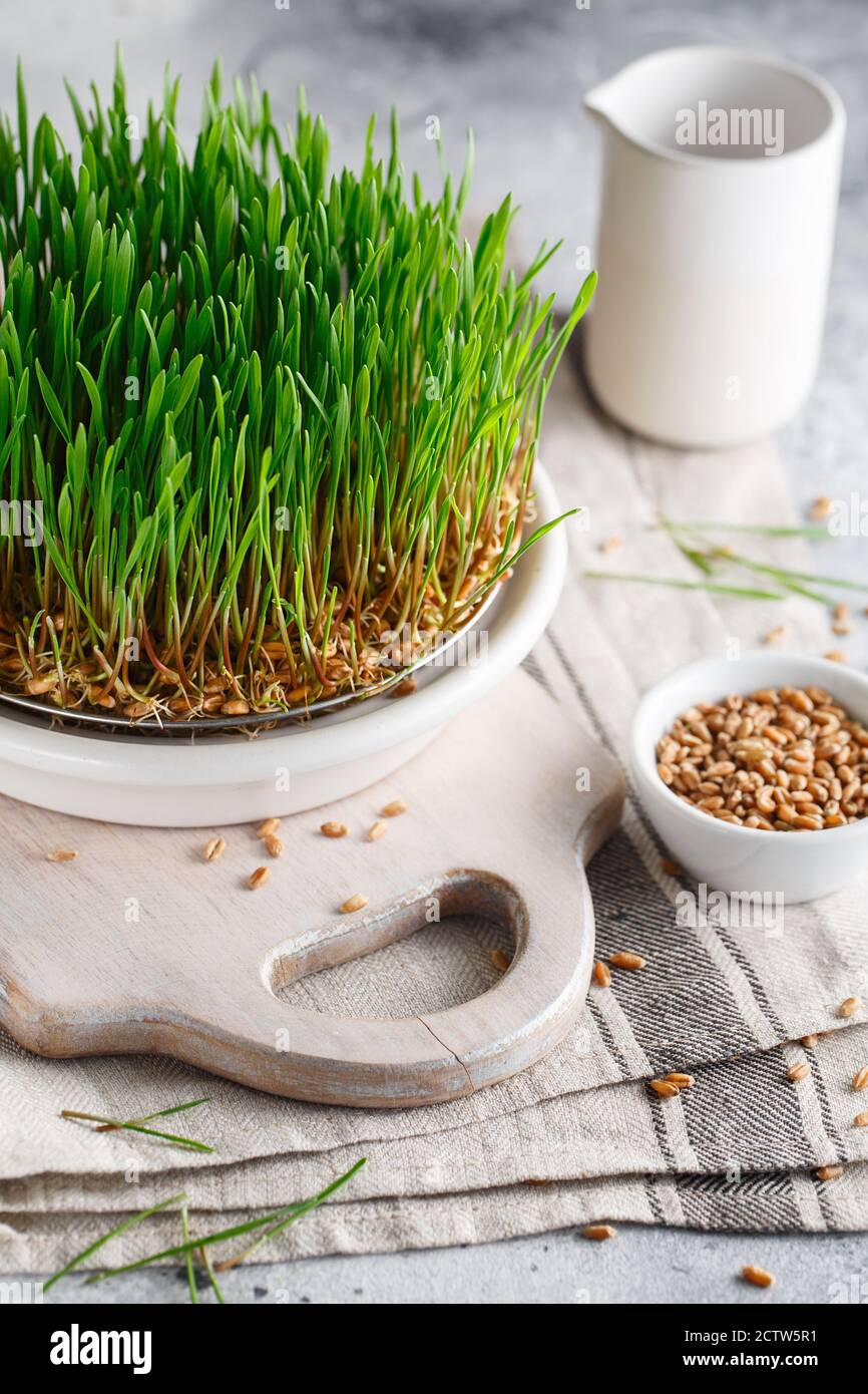 Sprouting Microgreens. Sprouting dish for green shoots. Seed ...