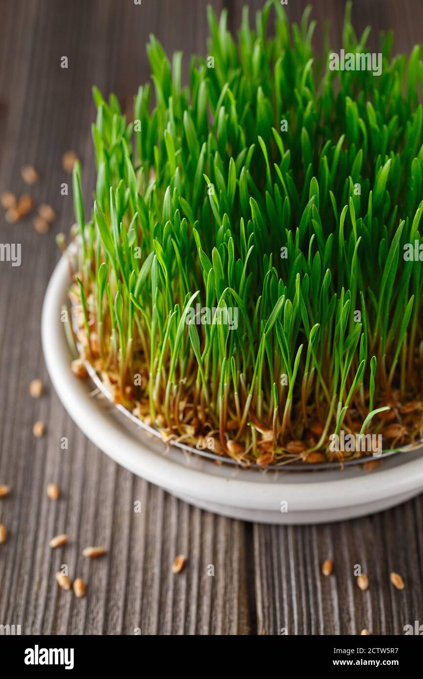 Sprouting Microgreens. Sprouting dish for green shoots. Seed ...
