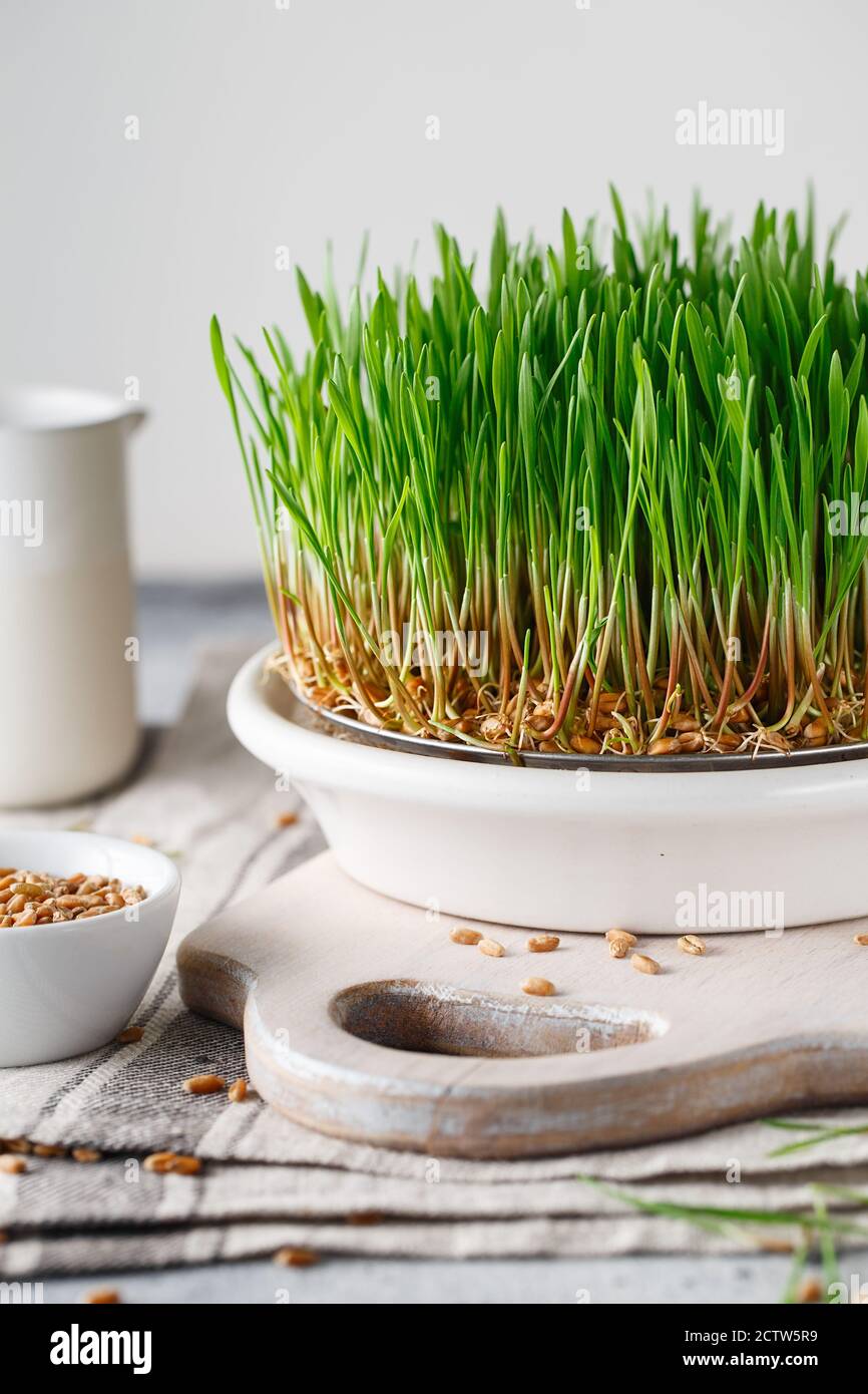 Sprouting Microgreens. Sprouting dish for green shoots. Seed ...