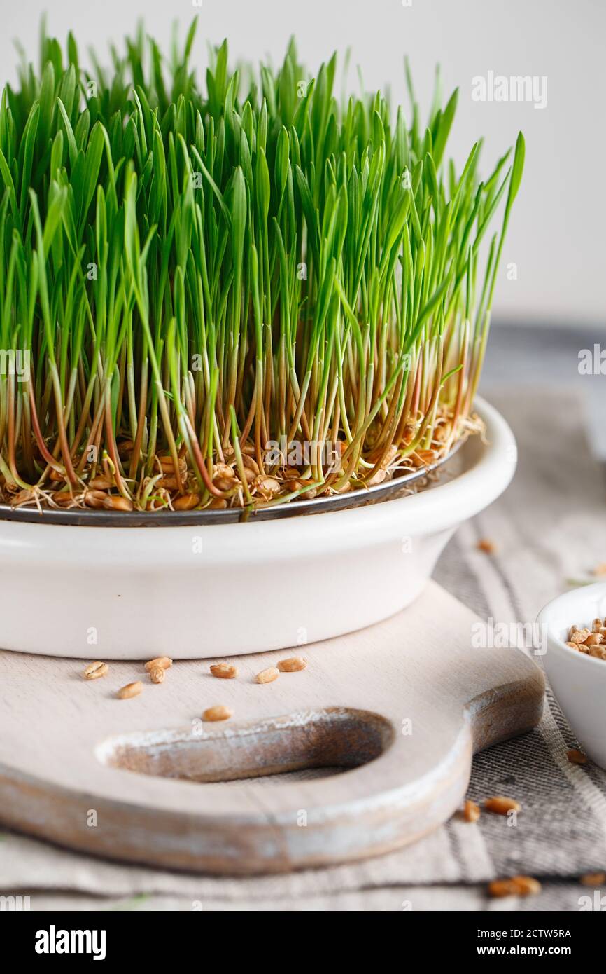 Sprouting Microgreens. Sprouting dish for green shoots. Seed ...