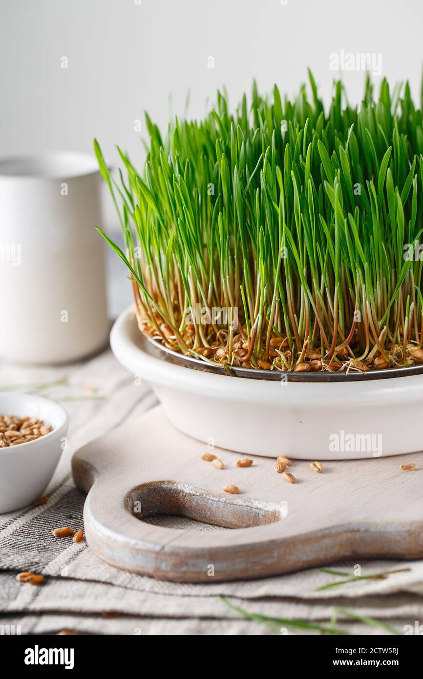 Sprouting Microgreens. Sprouting dish for green shoots. Seed ...