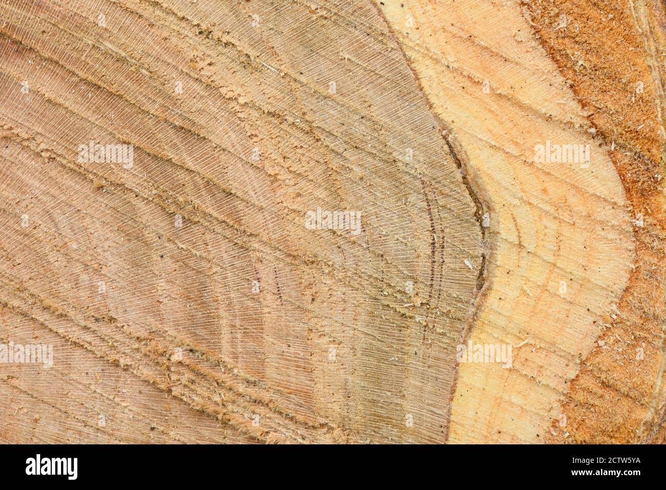 Top view of the surface of the fresh stump with annual rings closeup ...