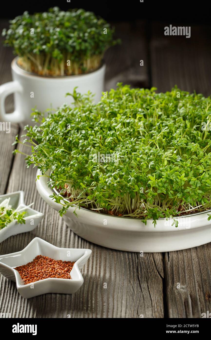 Close-up of watercress salad microgreens, green leaves and stems ...