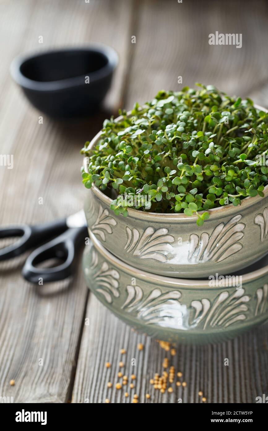 Close-up of Mustard Microgreens, green leaves and stems. Sprouting ...