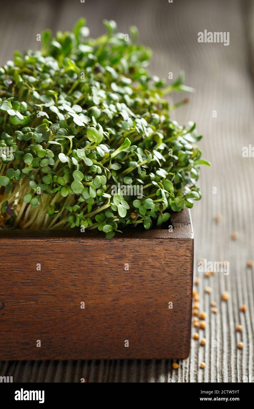 Close-up of Mustard Microgreens, green leaves and stems. Sprouting ...
