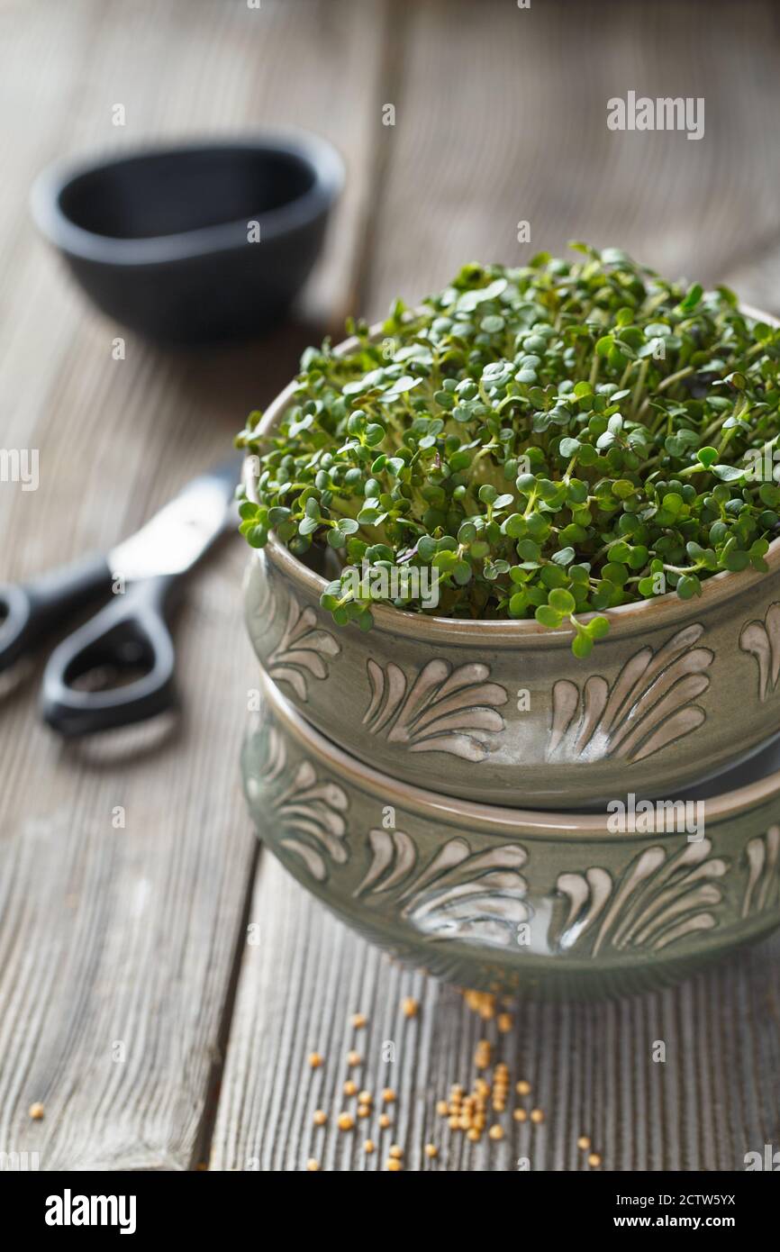 Close-up of Mustard Microgreens, green leaves and stems. Sprouting ...