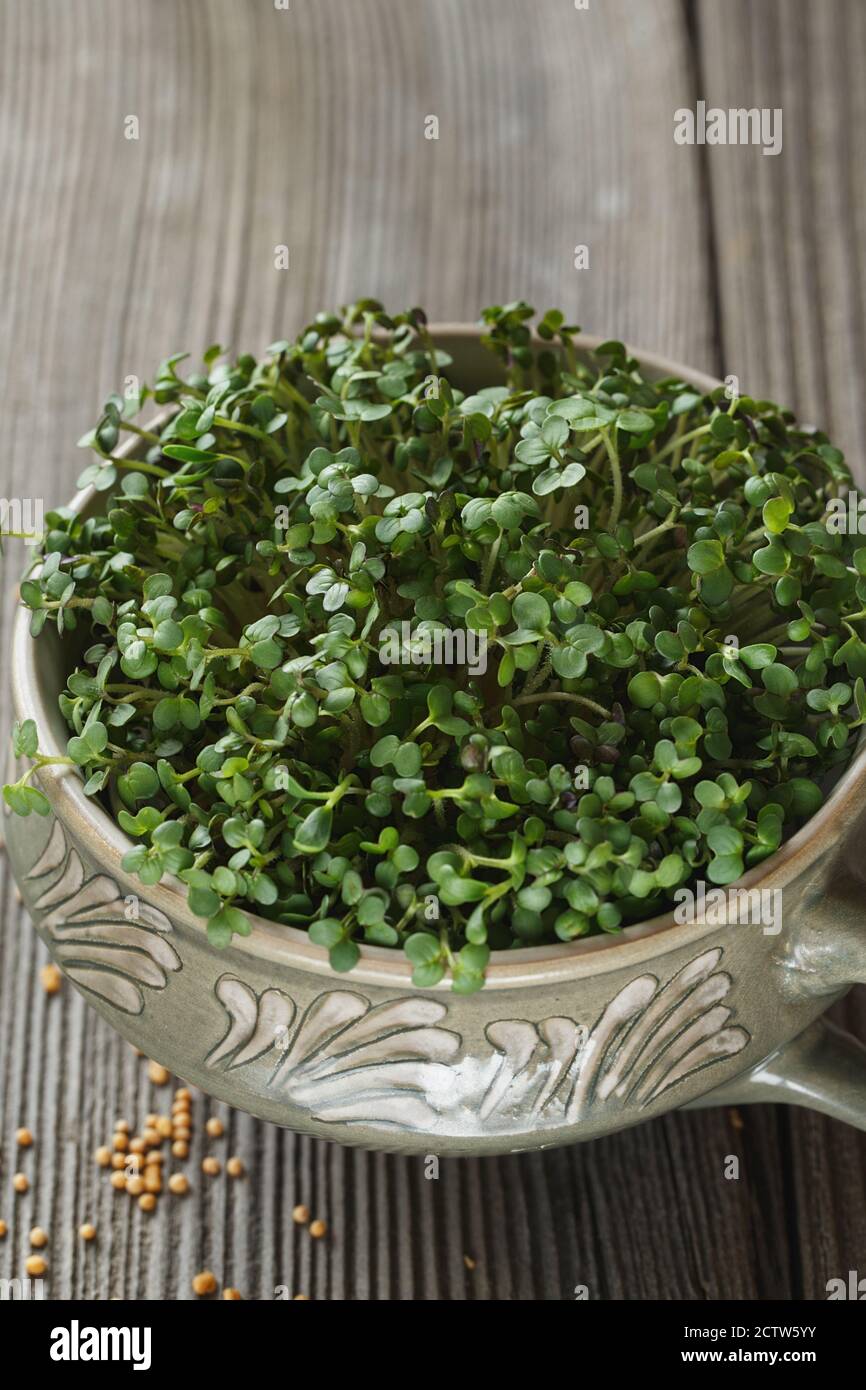 Close-up of Mustard Microgreens, green leaves and stems. Sprouting ...