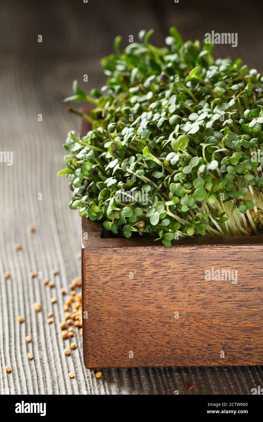Close-up of Mustard Microgreens, green leaves and stems. Sprouting ...