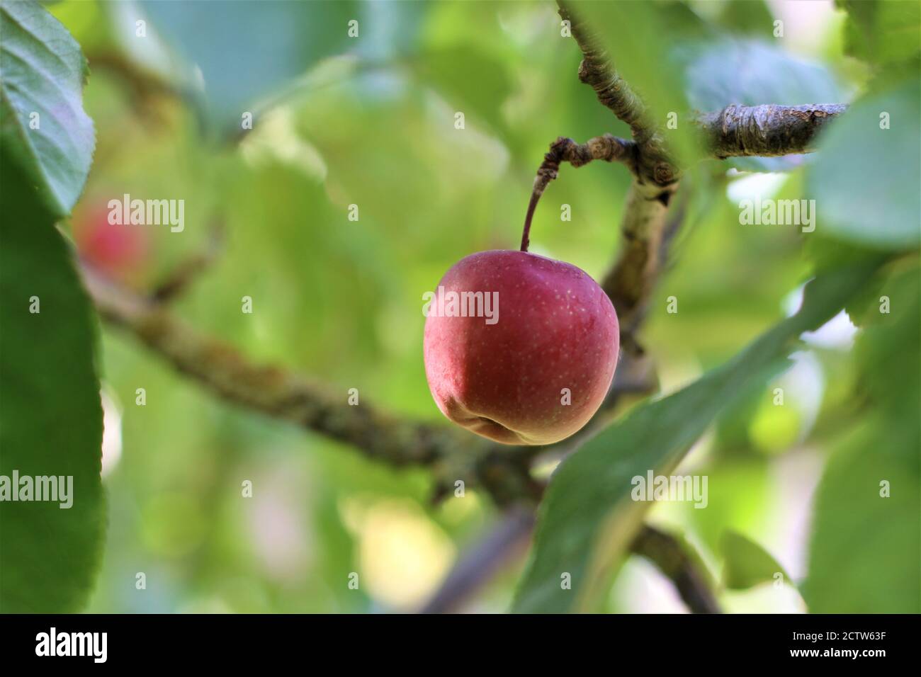 A single red apple in an appletree Stock Photo - Alamy