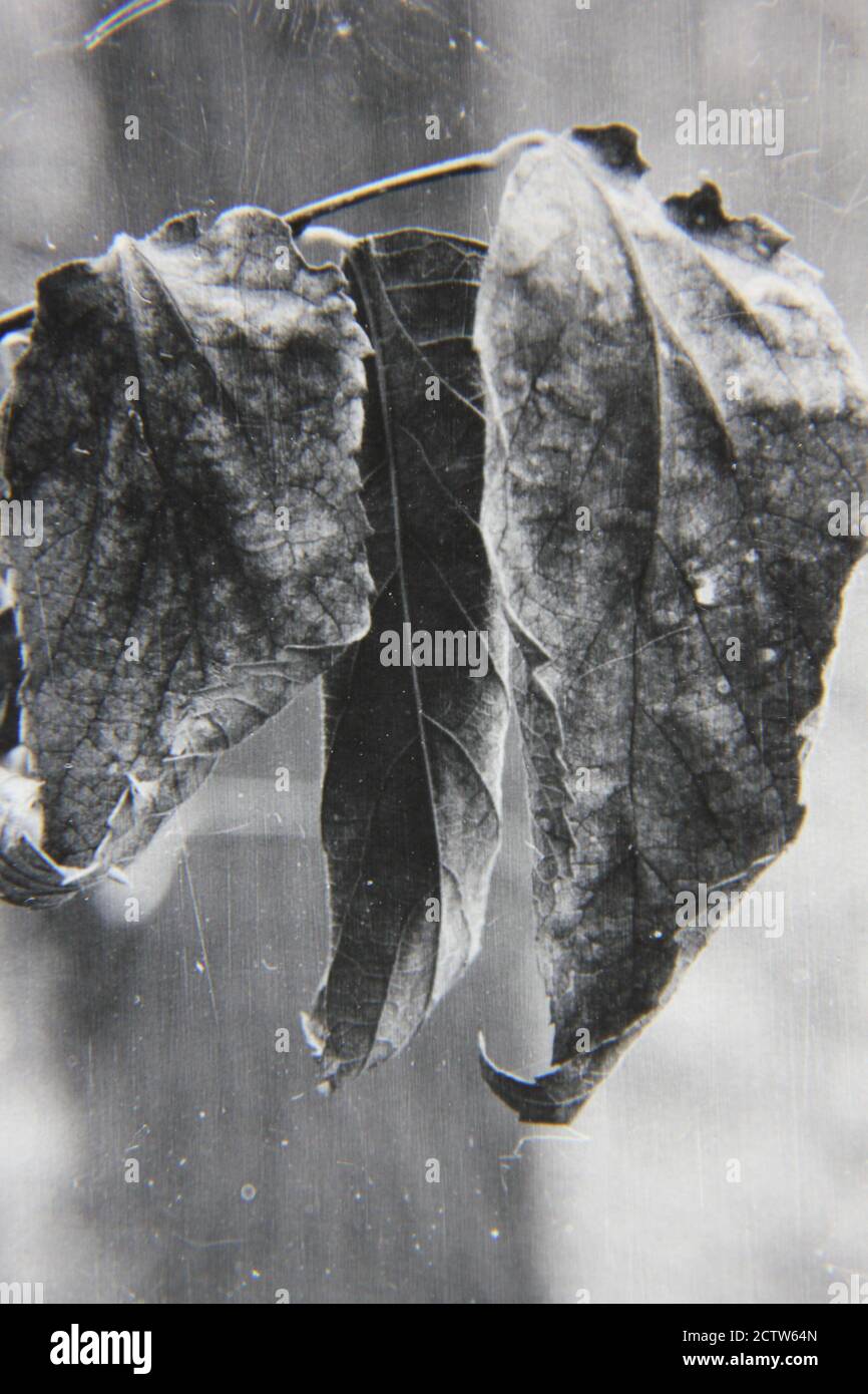 Fine 1970s vintage black and white photography of dry leaves in the ...