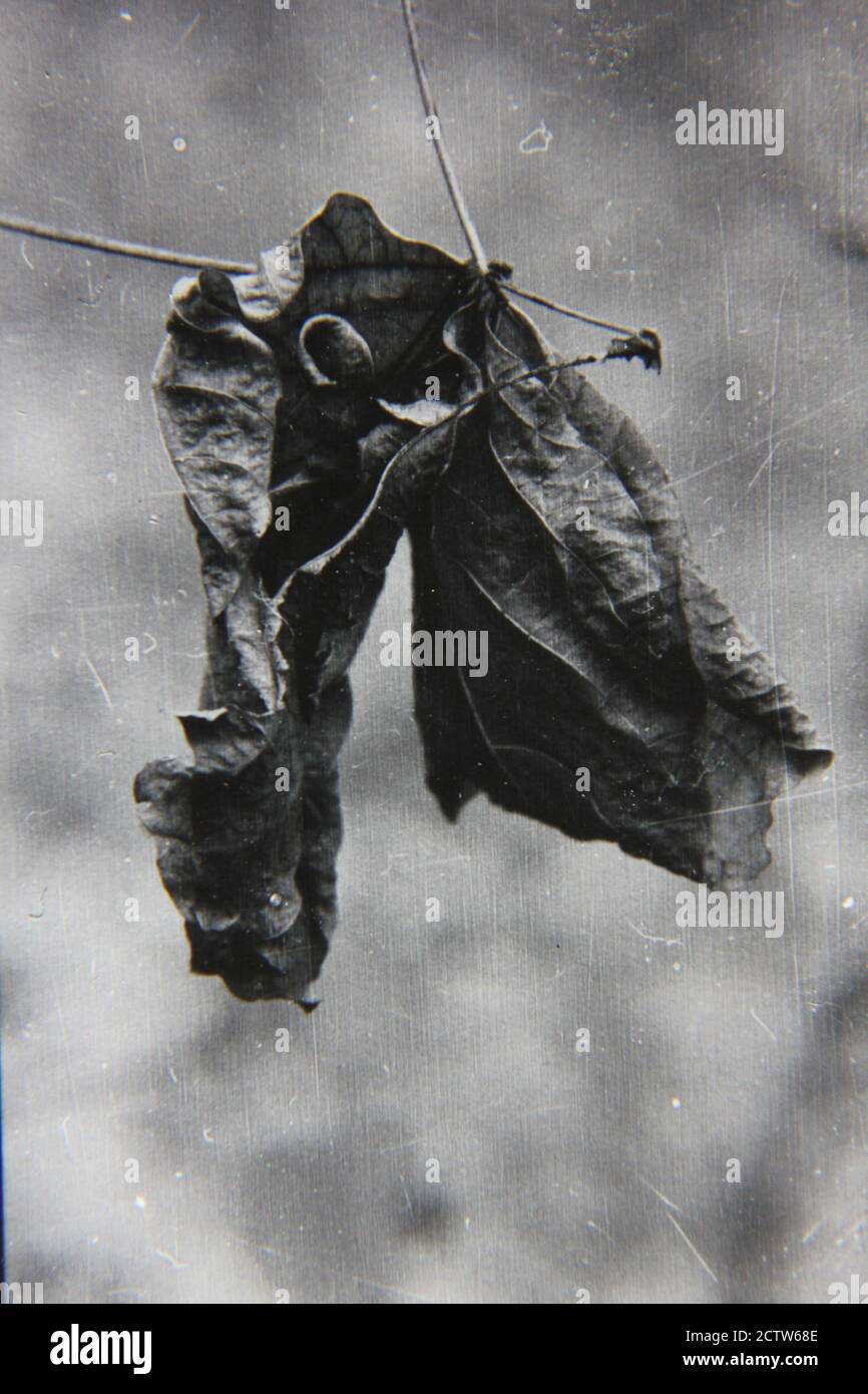 Fine 1970s vintage black and white photography of dry leaves in the ...