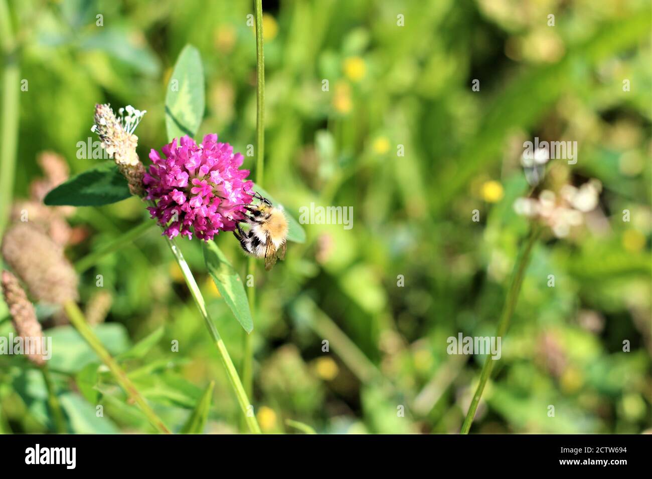 Red clover bee hi-res stock photography and images - Alamy