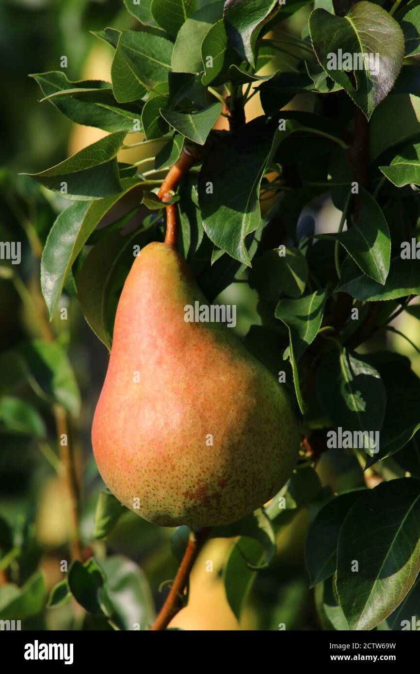 Pear fruits in agriculture, cultivation and summer production Stock ...