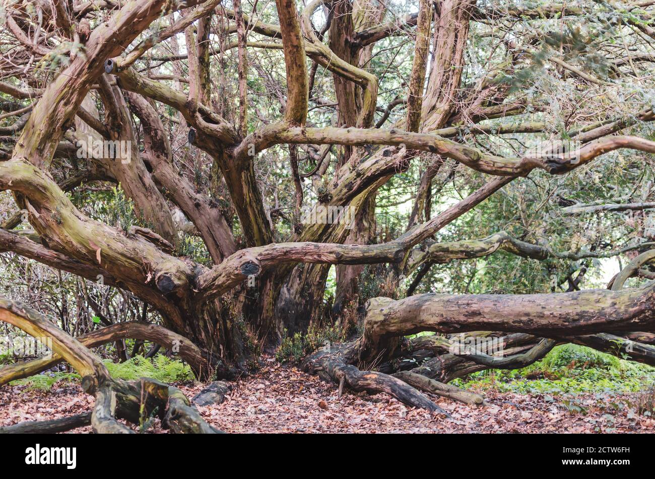 Old bare tree with fantastical curved branches. view of a beautiful and ...
