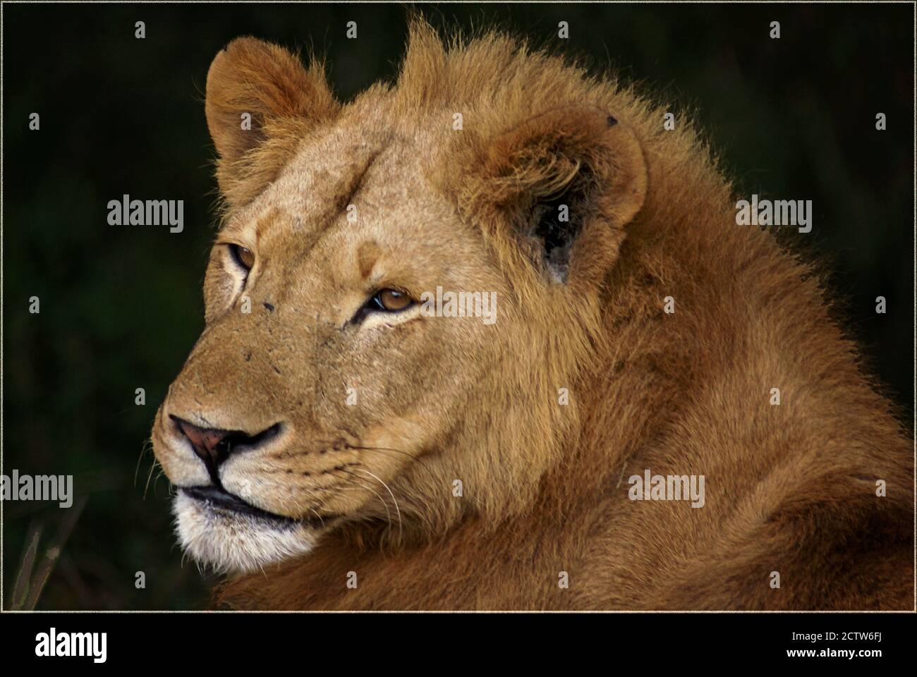 lion in natural enviroment, yawning and bing lazy enjoying the day ...