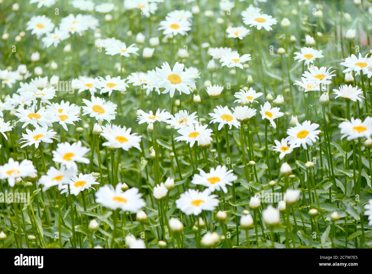 Chamomile flower on a green meadow. Daisies, Dox-eye, Common daisy, Dog ...