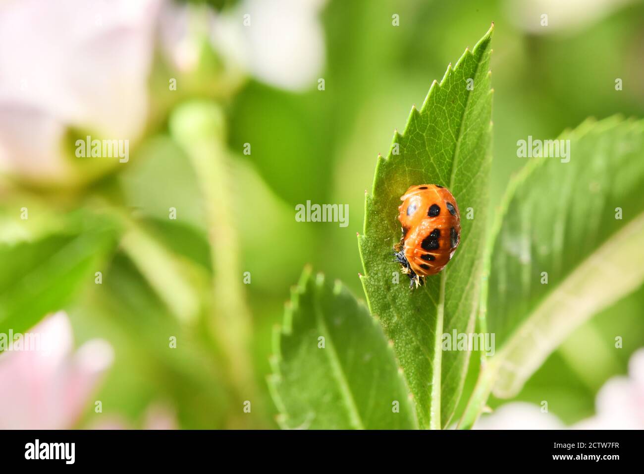 Light Orange Ladybug larva on the green leaf, pupal stage. High ...