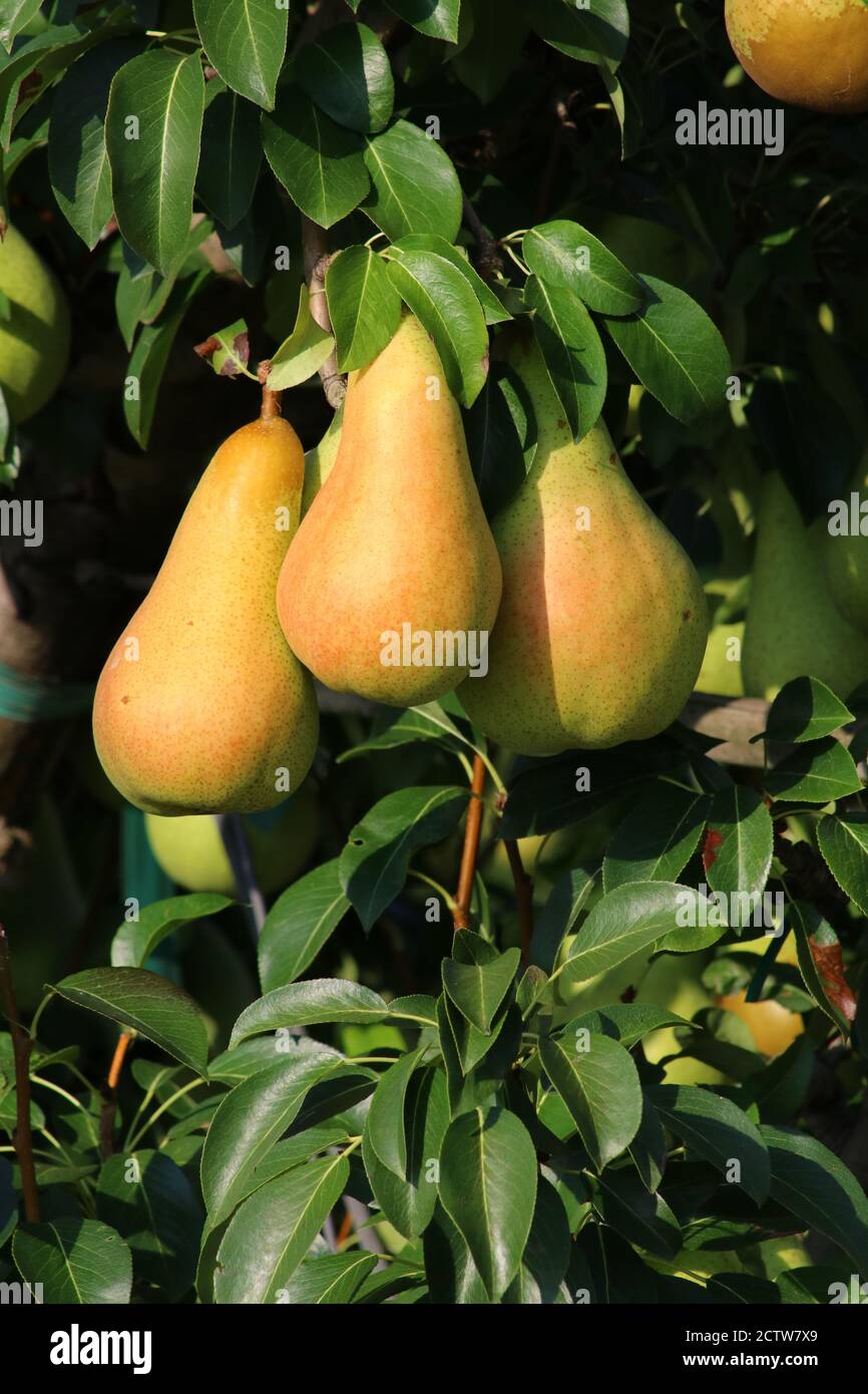 Pear fruits in agriculture, cultivation and summer production Stock ...
