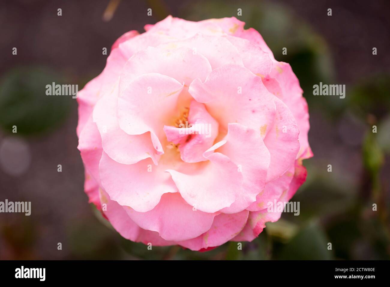 Pink, mauve edges with ruffled bloom form of Candy Kisses rose Stock ...