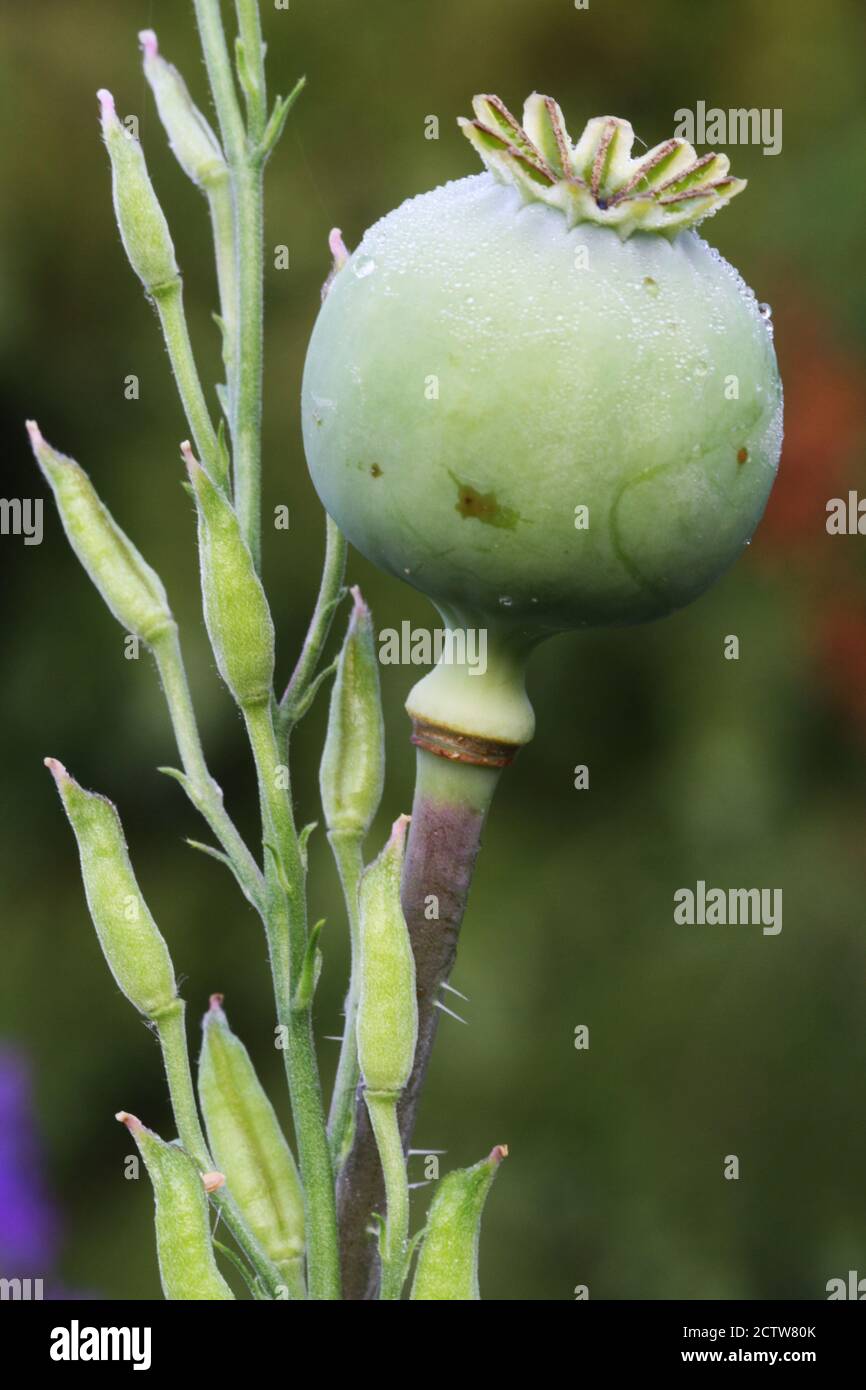 Papaver somniferum schlafmohn hi-res stock photography and images - Alamy