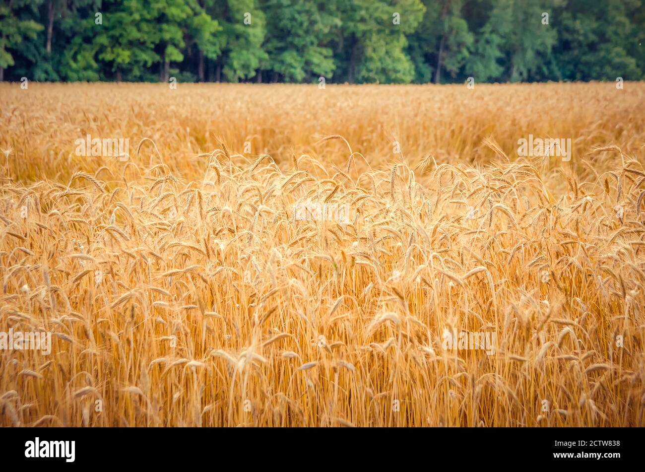 Golden wheat field on sunny hi-res stock photography and images - Alamy