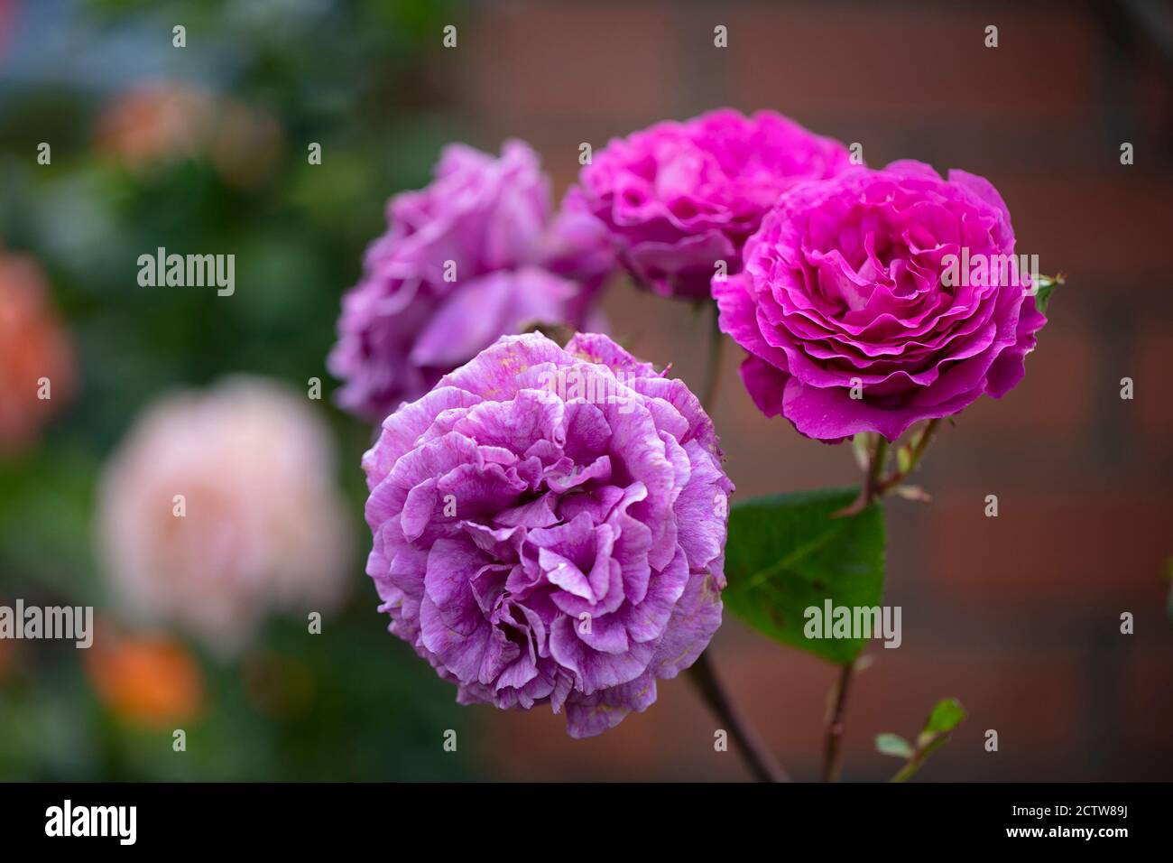 Highly fragrance of purple-lilac coloured Chartreuse de parme Delbard ...