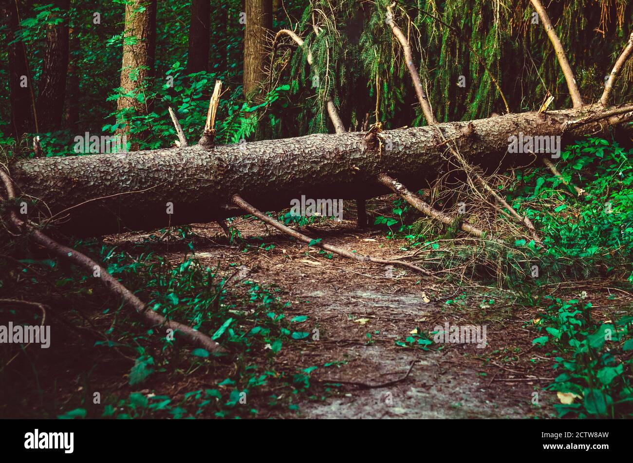 large fallen spruce tree is lying on a path in the forest. Beautiful ...