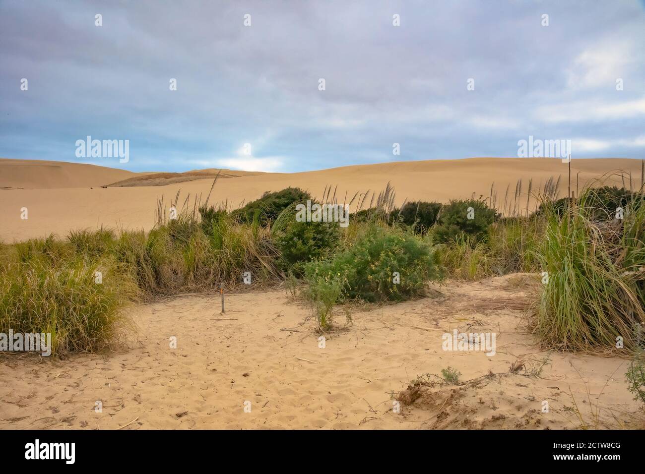Te Paki Giant Sand Dunes in Pukenui, North Island New Zealand Stock ...