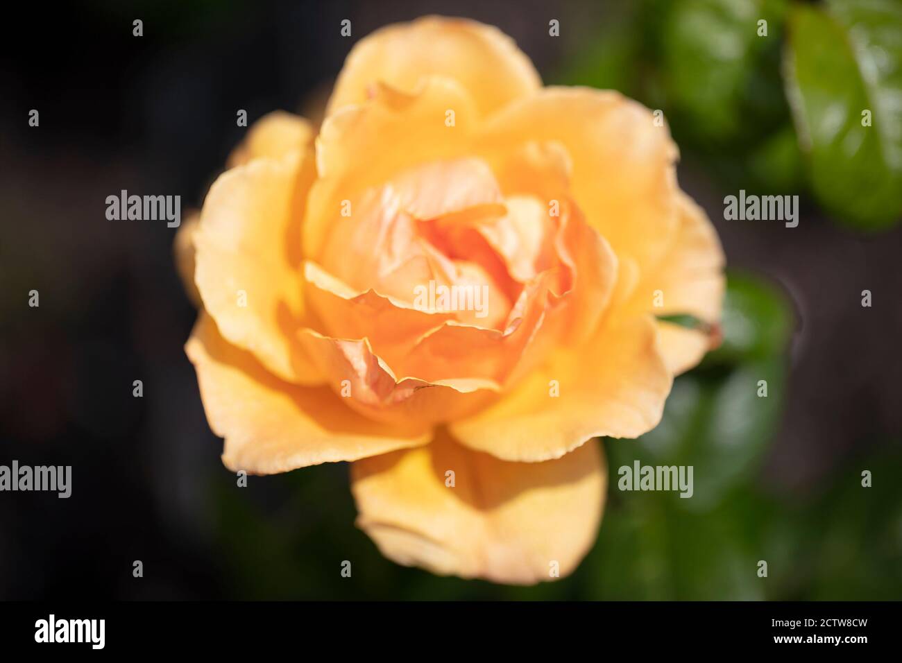 Medium yellow or golden-yellow, apricot shading with honey fragrance ...