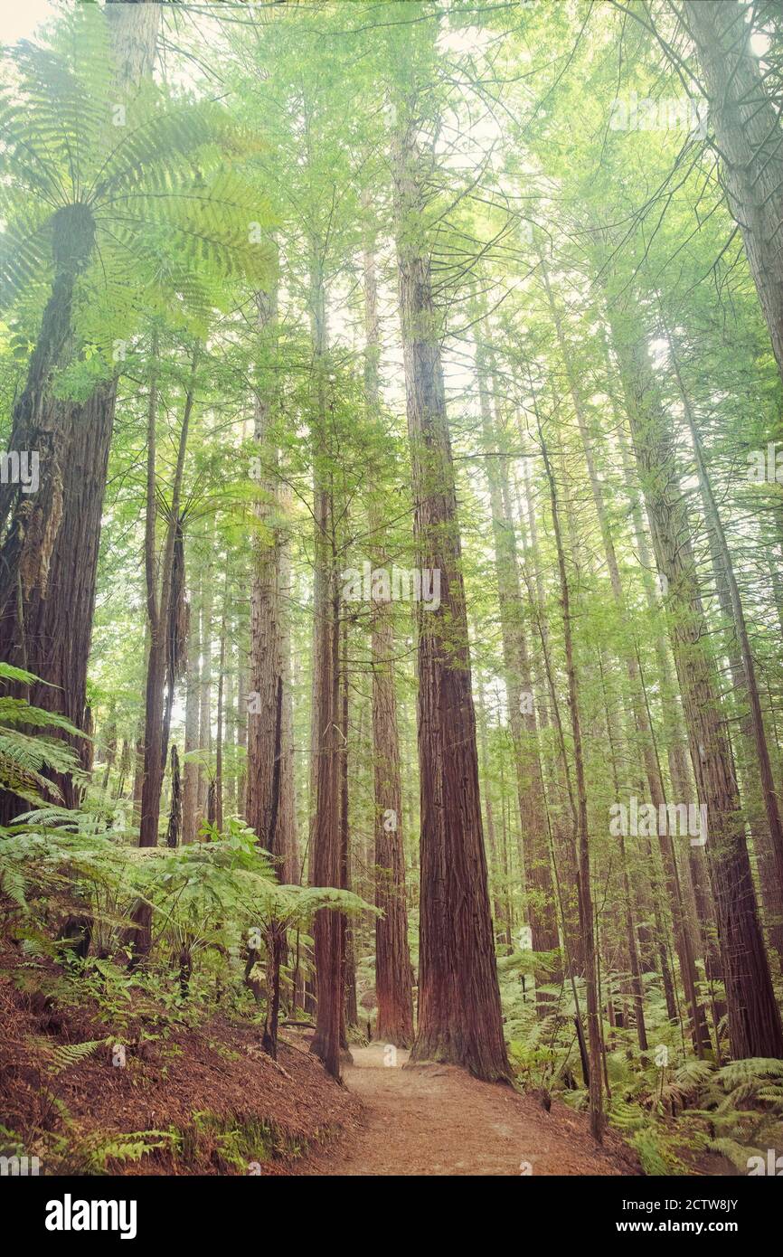 View of green redwood trees in Redwoods Whakarewarewa Forest, Rotorua ...