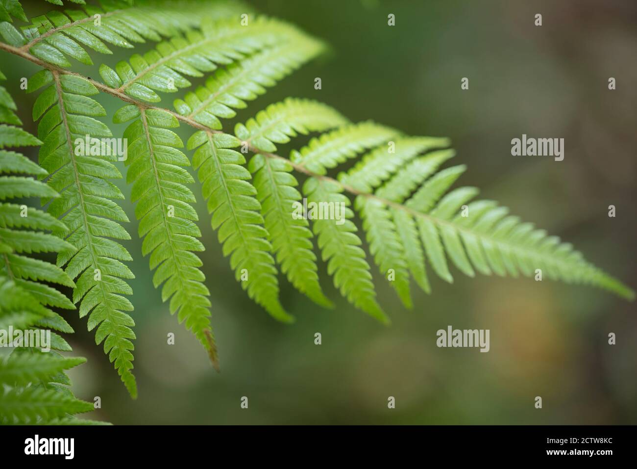 Soft tree fern leaf hi-res stock photography and images - Alamy