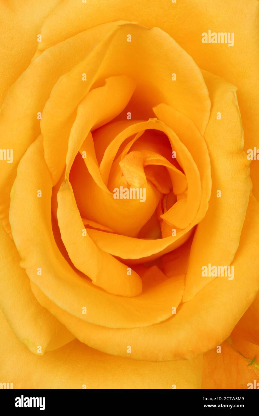 Yellow rose petals close-up. Yellow rose. High resolution photo. Full ...