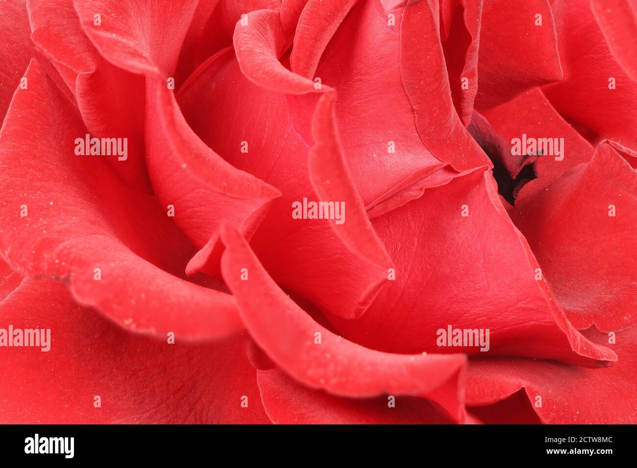 Red rose petals close-up. Red Rose. High resolution photo. Full depth ...
