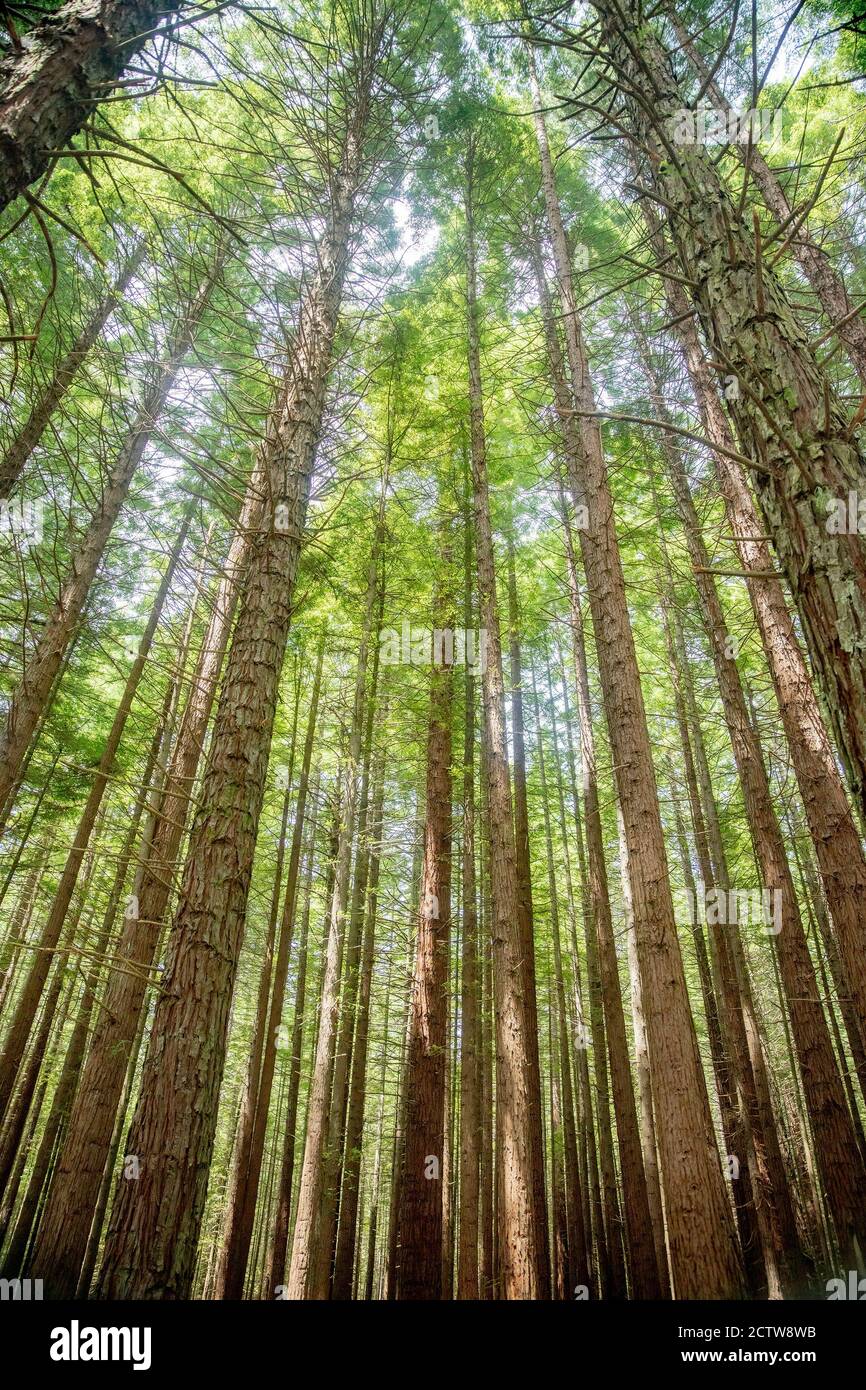 View of green redwood trees in Redwoods Whakarewarewa Forest, Rotorua ...