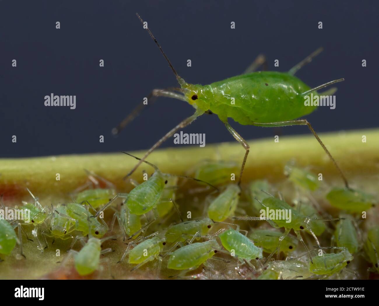 Green aphid, Greenfly (Aphidoidea), Adult with young, Kent UK Stock ...