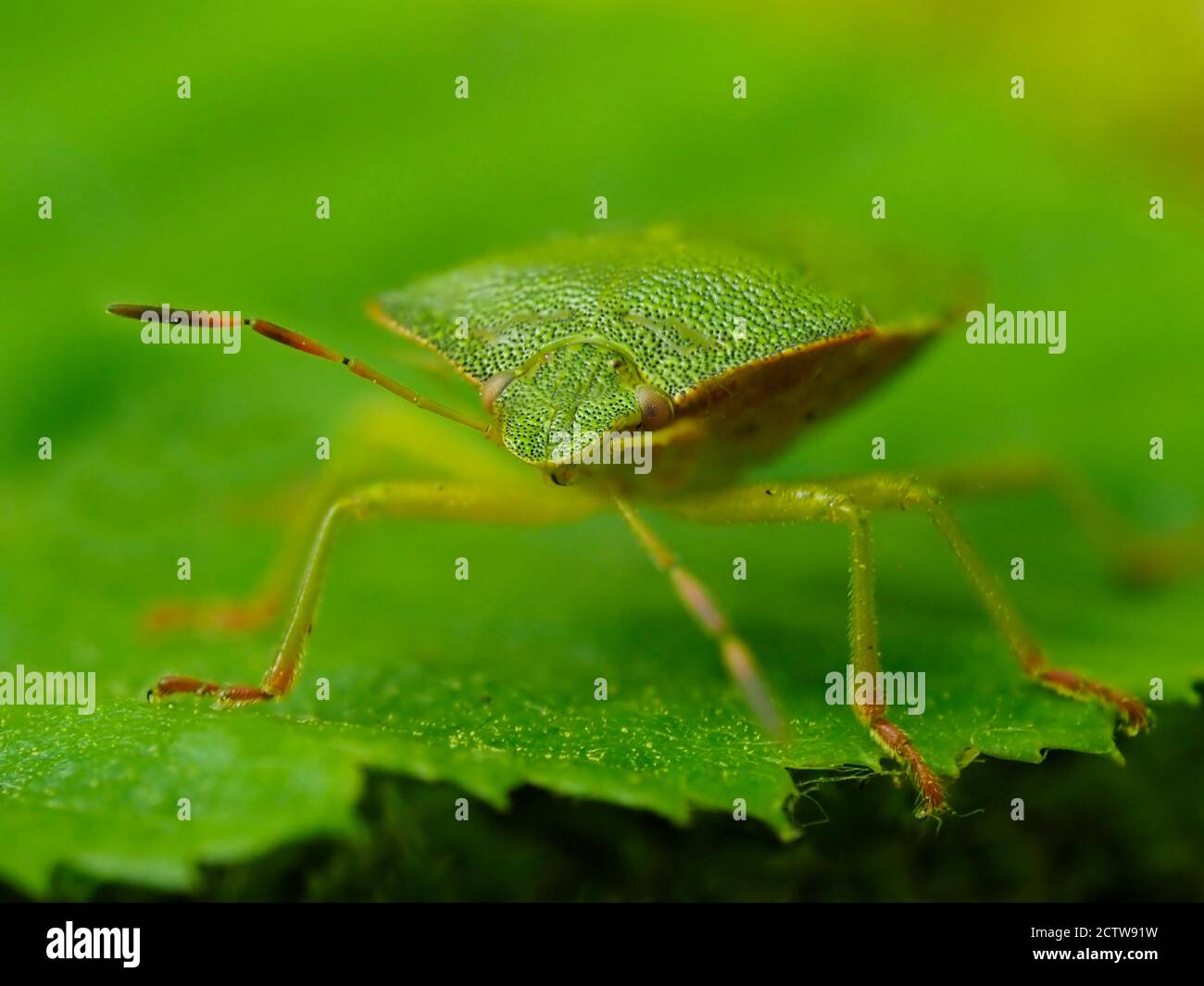 Small shield bug hi-res stock photography and images - Alamy