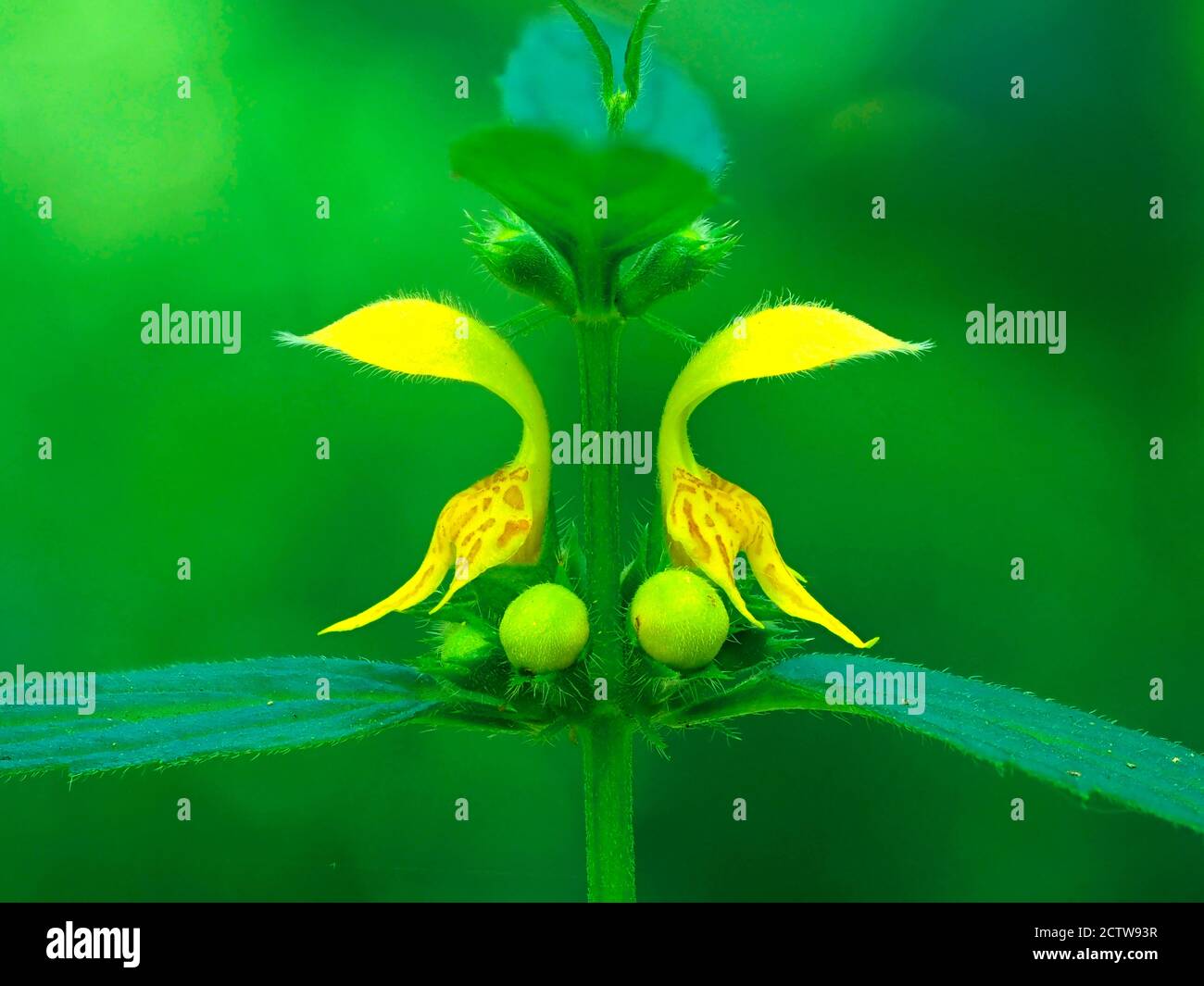 Yellow archangel lamiastrum galeobdolon hi-res stock photography and ...