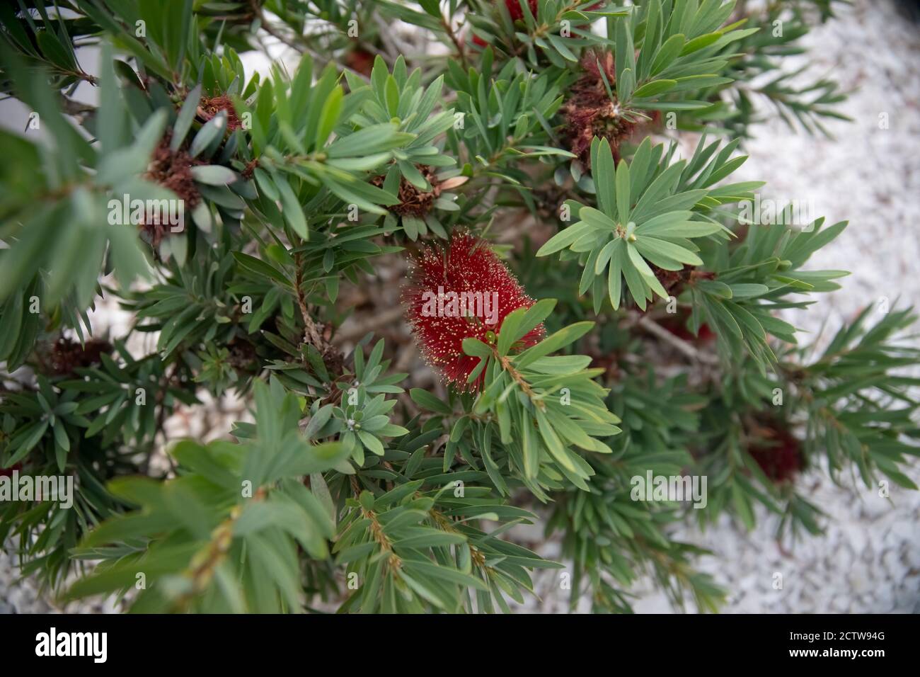 Red Australian Bottle Brush Callistemon Sp Stock Photo - Alamy