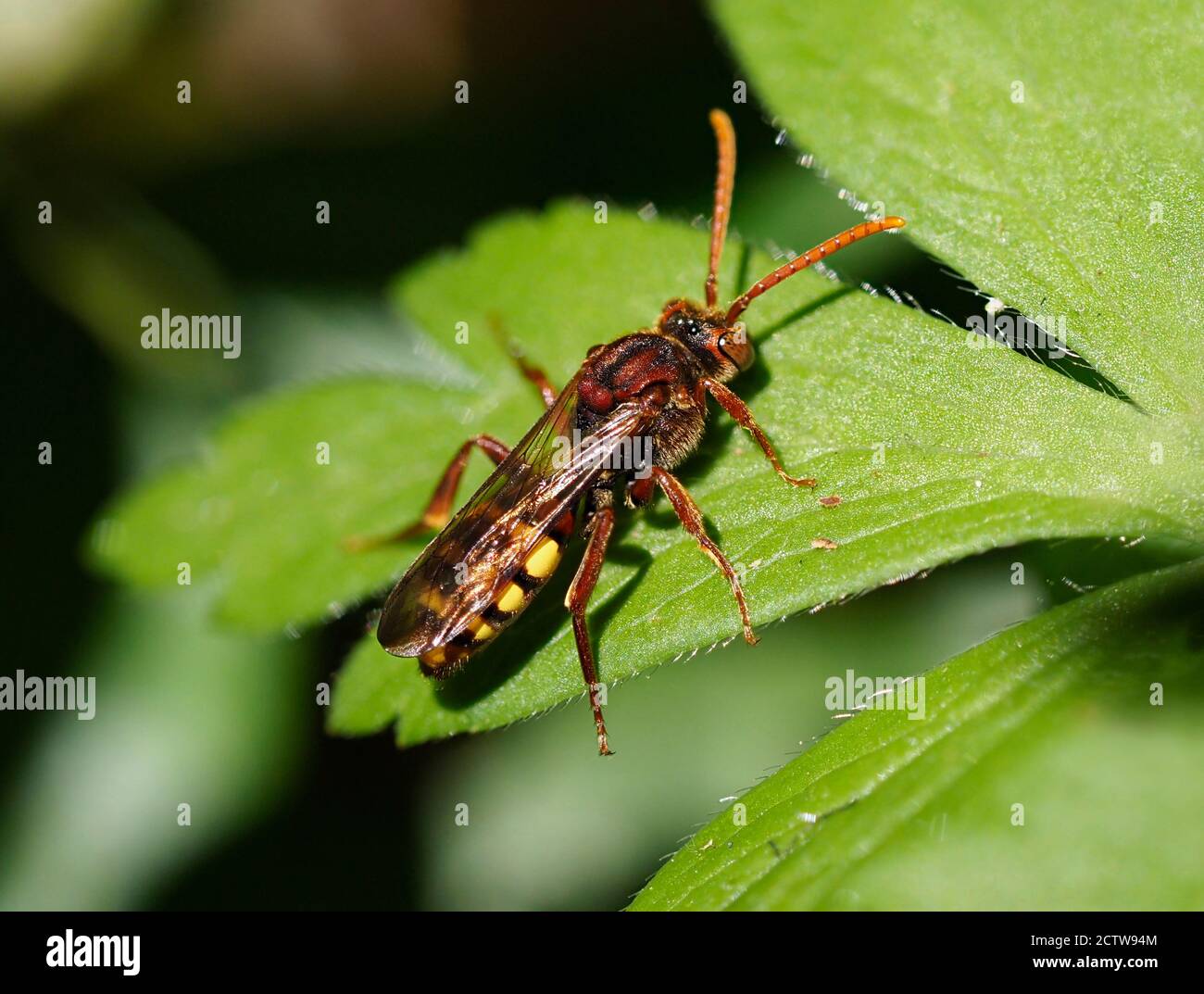 Flavous nomad bee (Nomada flava), on leaf, Kent UK, stacked focus ...