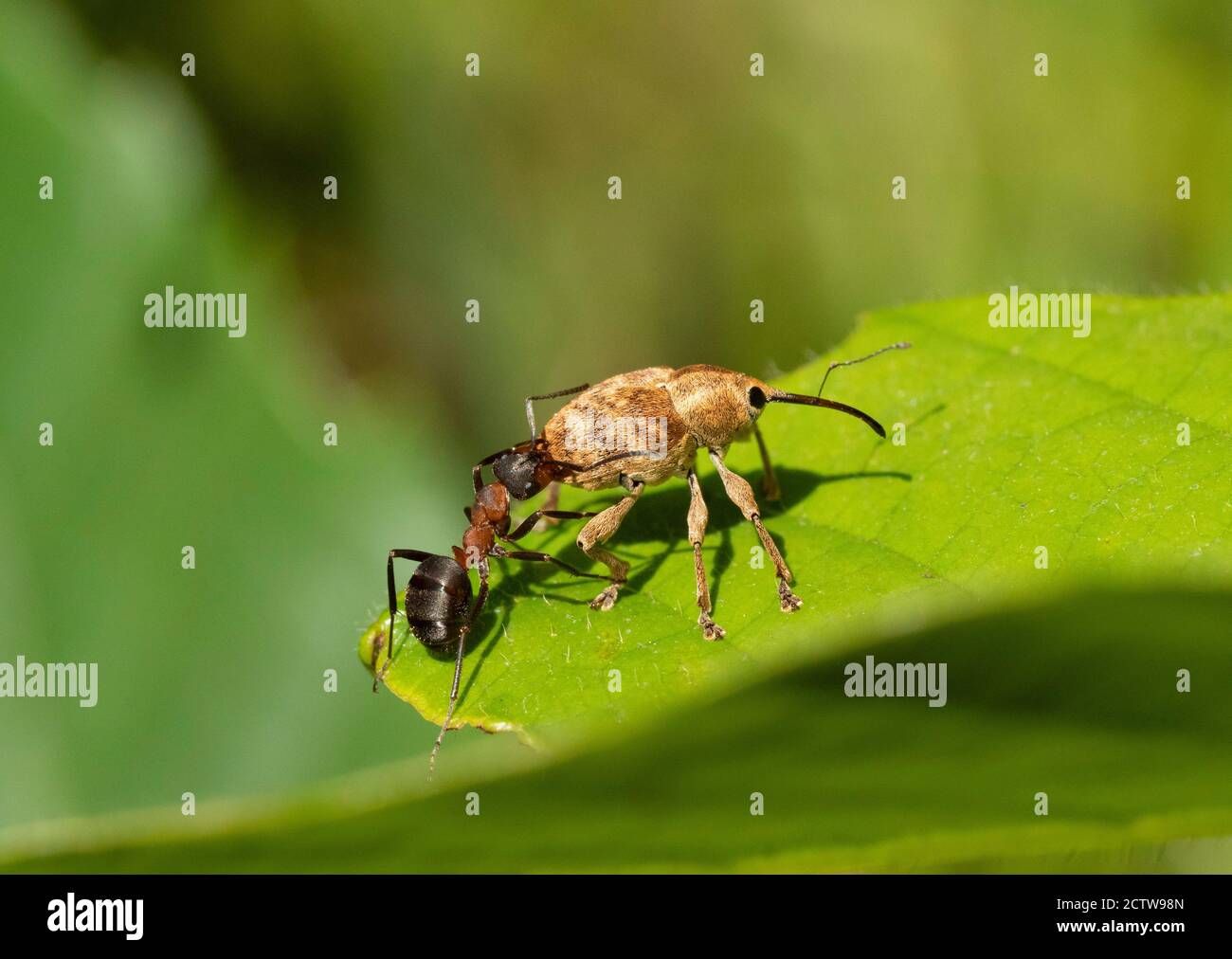 Acorn weevil curculio venosus hi-res stock photography and images - Alamy