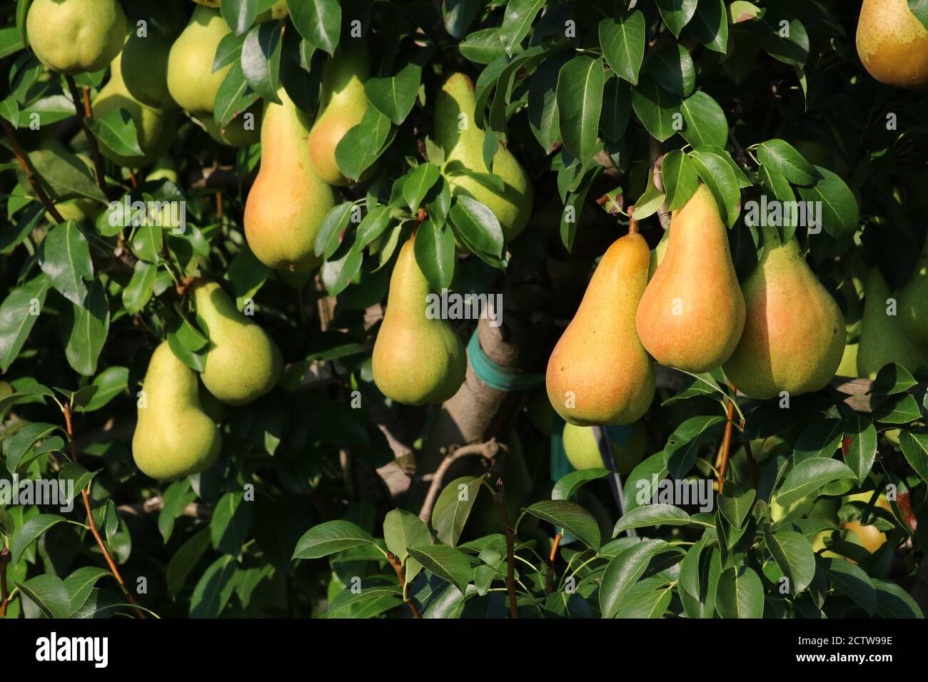 Pear fruits in agriculture, cultivation and summer production Stock ...