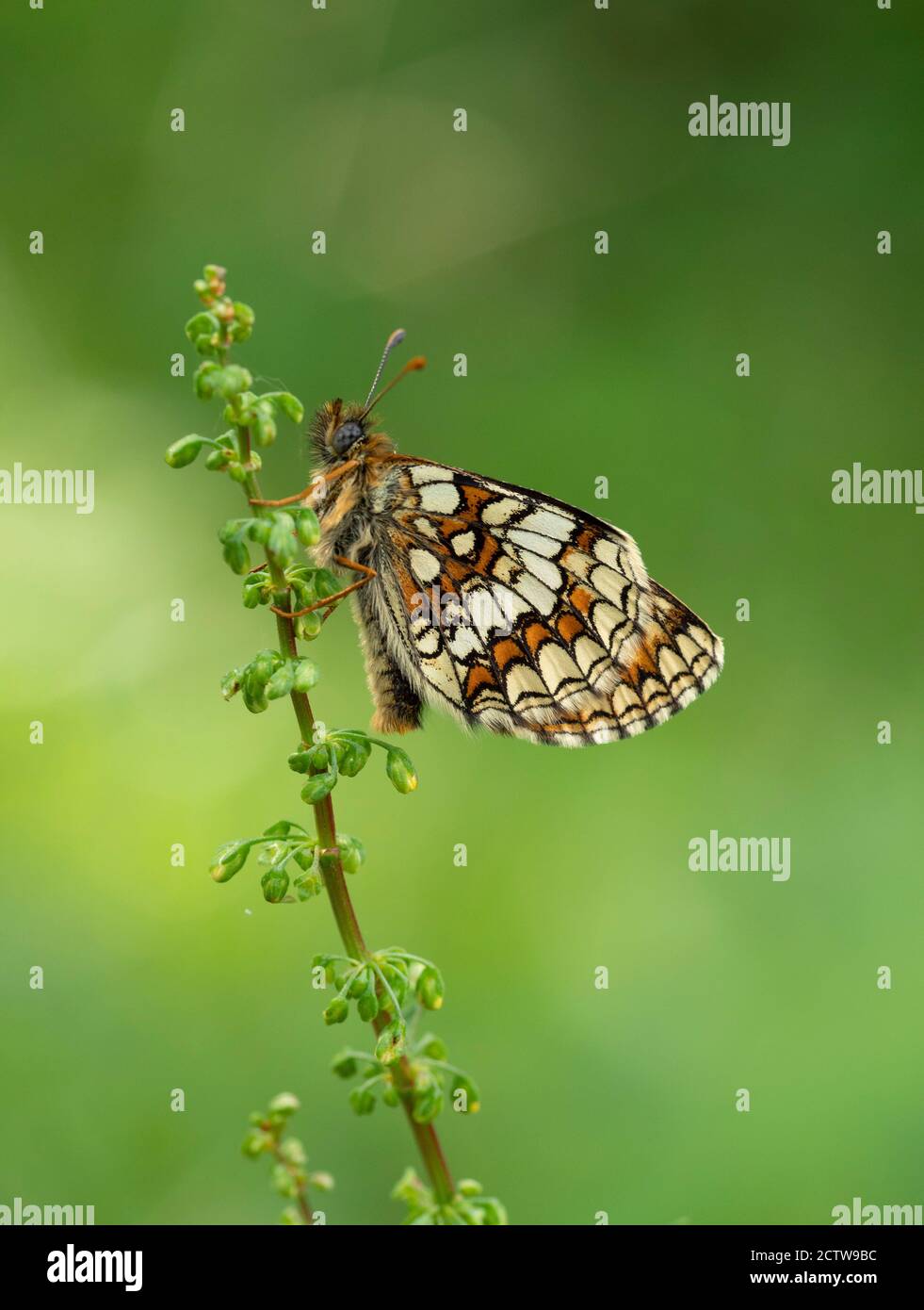 Heath fritillary (Melitaea athalia), Blean Woodlands, Kent UK Stock ...