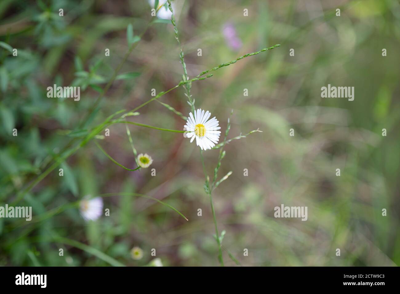 Small white daisy flower in green grass Stock Photo - Alamy