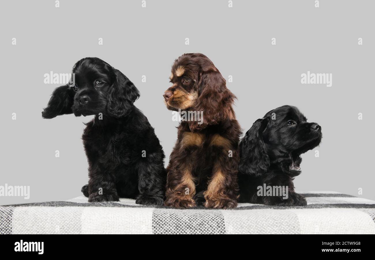 Black cocker spaniel with grey hair hi-res stock photography and images ...
